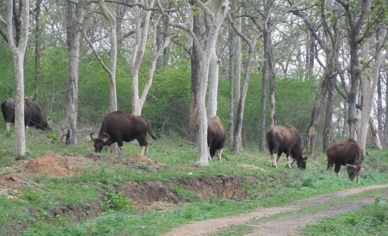 Bandipur National Park and Tiger Reserve, Karnataka