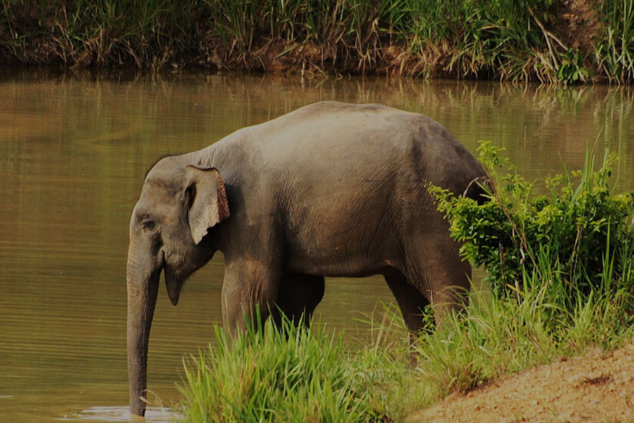 Best Dooars Tour Packages - Shikhar Travels